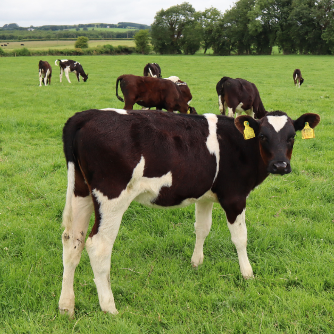 Maintaining calf performance at grass - Agritech