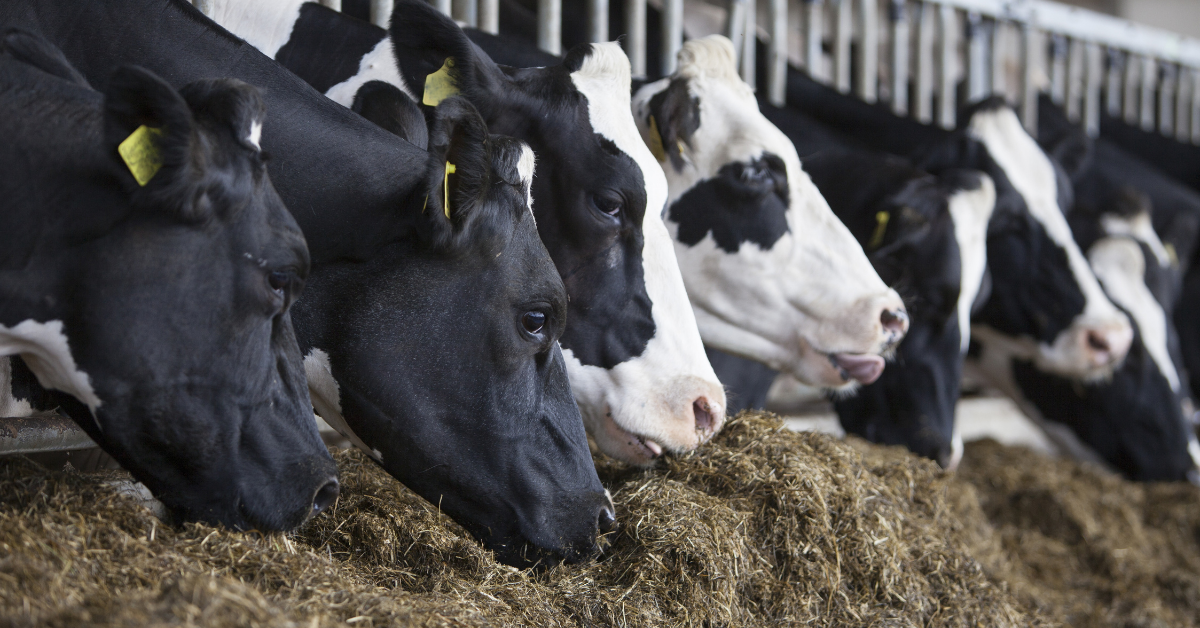 Dry Cow Planning - Agritech