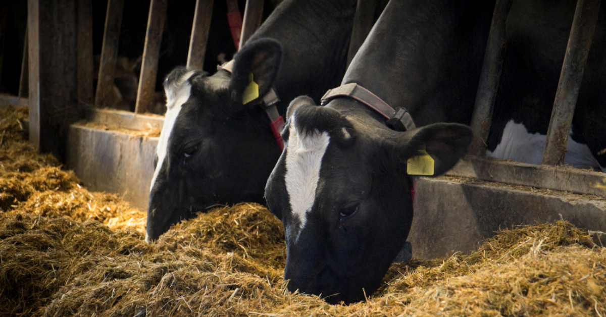 The true cost of dry cow mineral provision - Agritech