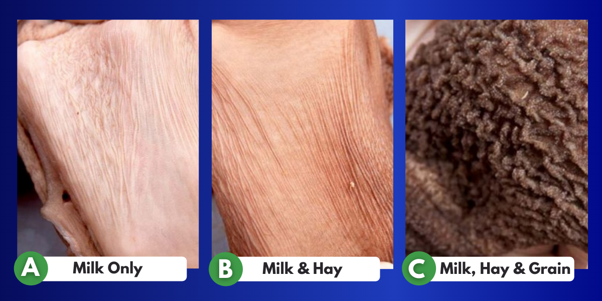 Encouraging calf rumen development - Agritech