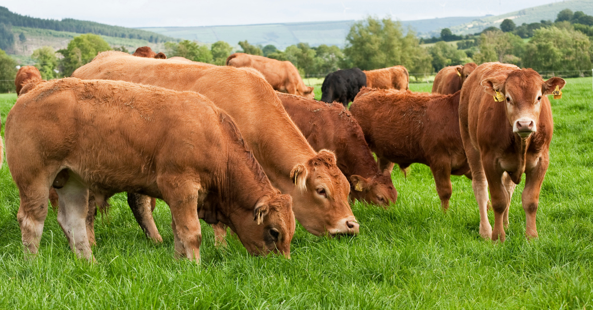 Finishing cattle at grass – weighing up your options - Agritech