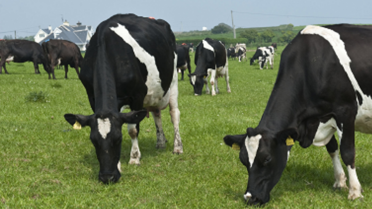 Optimising grazed grass in the dairy cow diet - Agritech